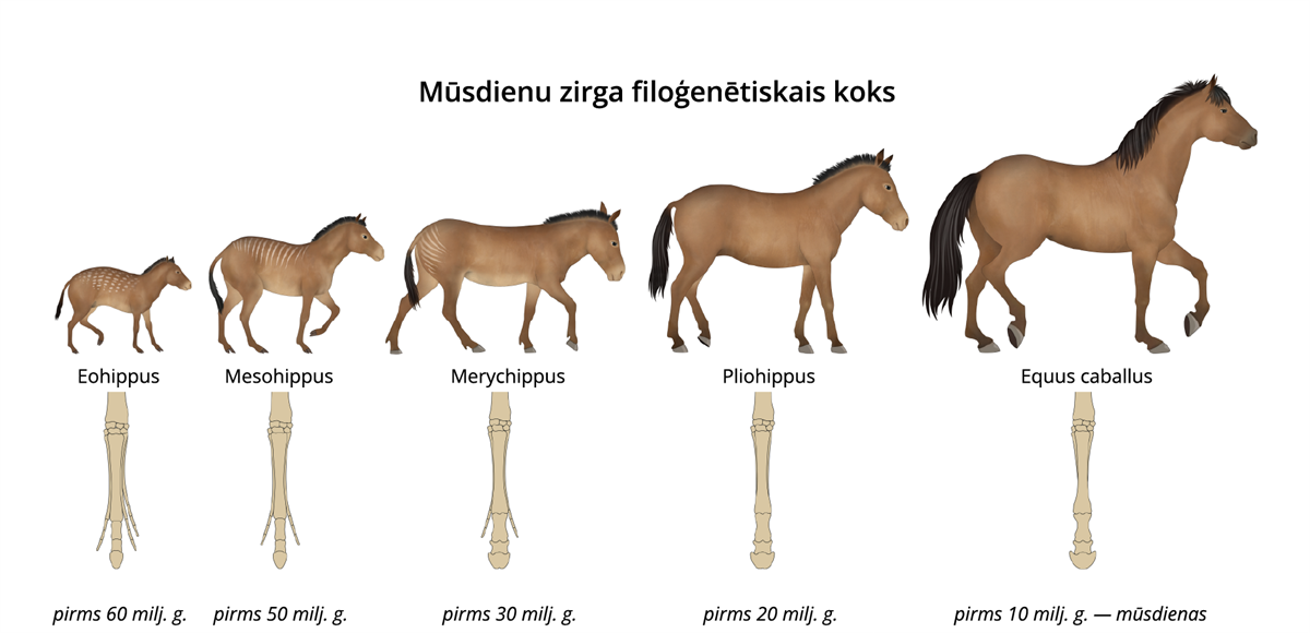 Dzīvības evolūcijas teorijas — teorija. Bioloģija (Skola2030), Bioloģija I.