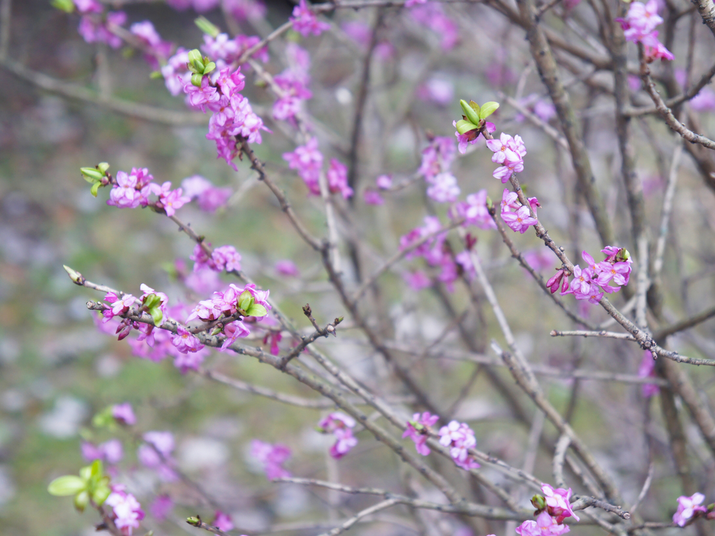 Dabas teritorijas — teorija. Dabaszinības (Skola2030), 3. klase.