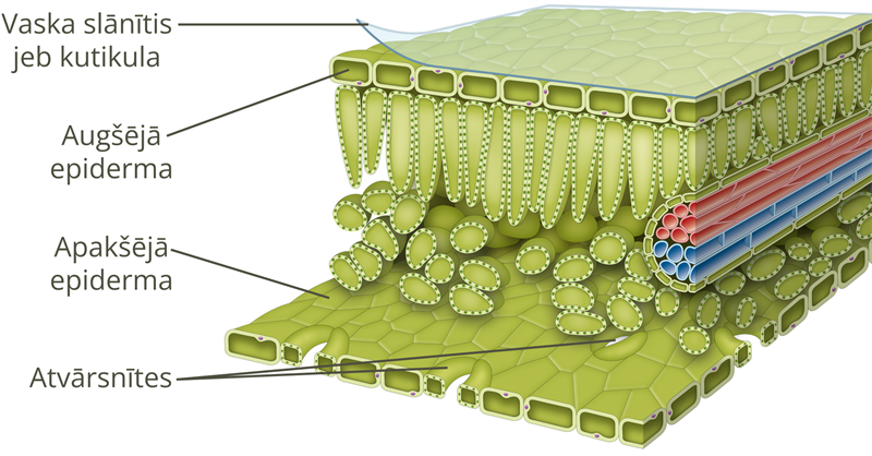Augu audi — teorija. Bioloģija (Skola2030), 9. klase.