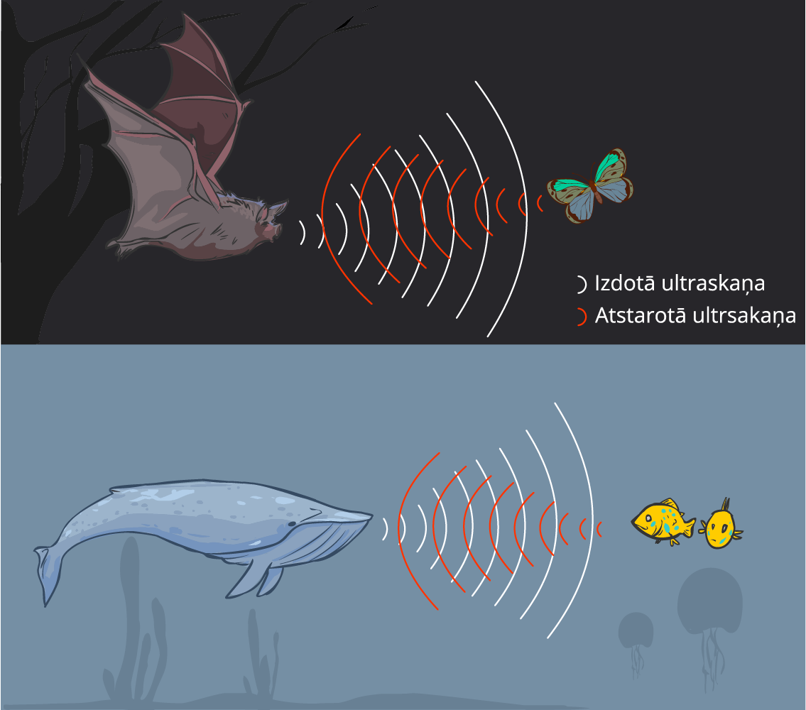 Dzīvnieku maņu orgāni — teorija. Bioloģija (Skola2030), 8. klase.