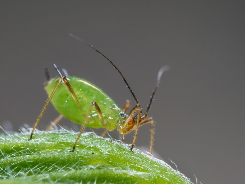 Barības ķēde — uzdevums. Dabaszinības (Skola2030), 3. klase.