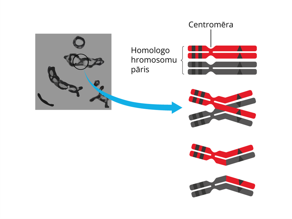 Mitoze un mejoze — teorija. Bioloģija (Skola2030), Bioloģija I.