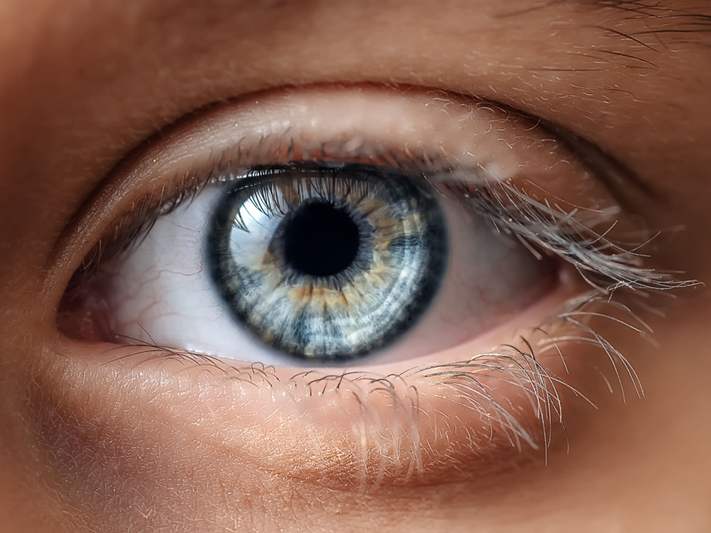 Redze — teorija. Bioloģija (Skola2030), 8. klase.