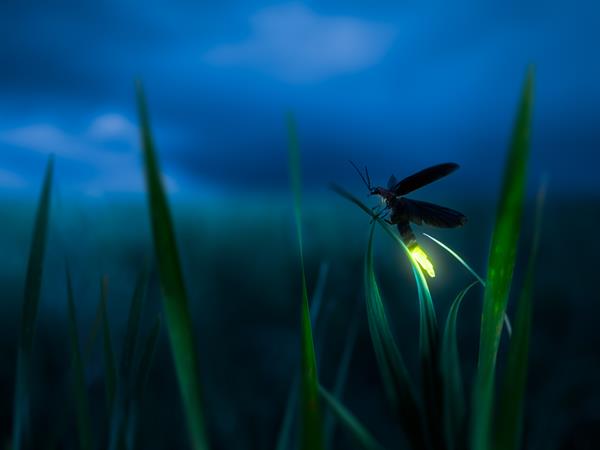 Redzamā gaisma — teorija. Fizika, 12. klase.