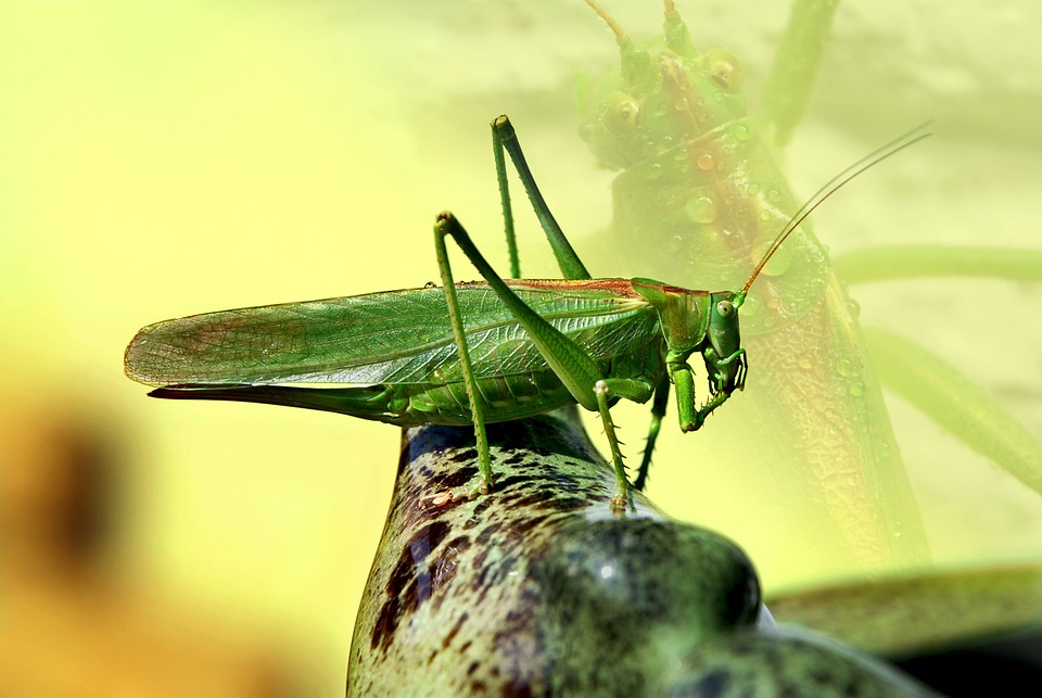 Pļava — teorija. Dabaszinības (Skola2030), 1. klase.