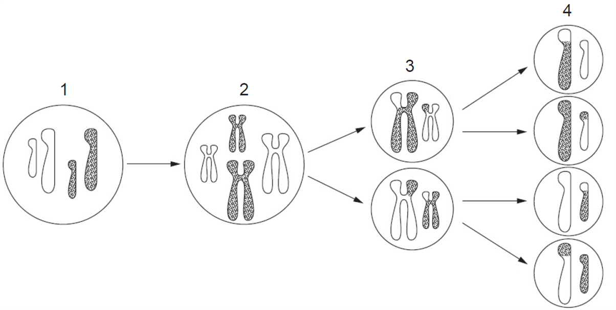 2. daļas 4. uzdevums. Mejoze — uzdevums. Eksāmens un monitoringa darbs ...