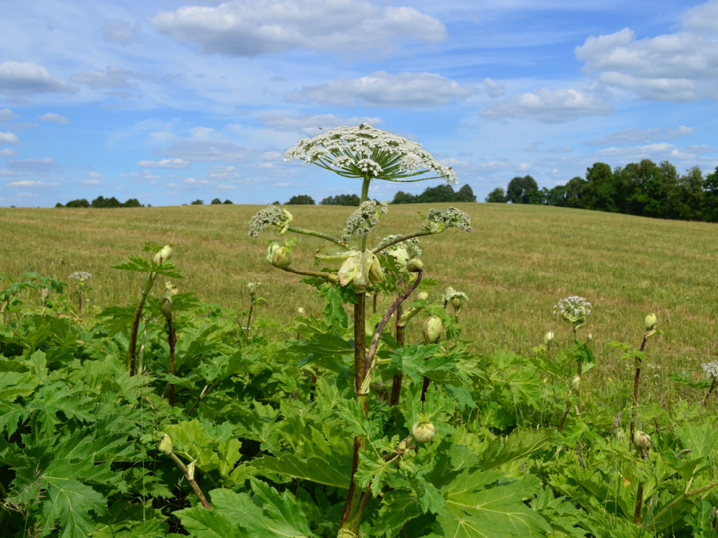 Ekoloģiskie faktori — teorija. Bioloģija (Skola2030), Bioloģija I.