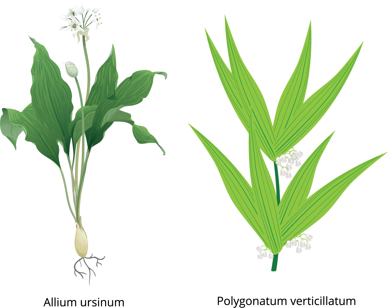 1. daļas 26. uzdevums. Augu sistemātika — uzdevums. Eksāmens bioloģijā ...