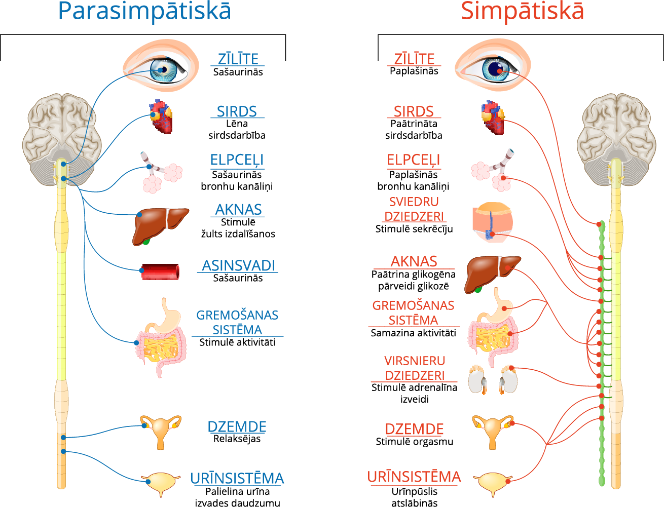 Veģetatīvā nervu sistēma — teorija. Bioloģija (Skola2030), 9. klase.