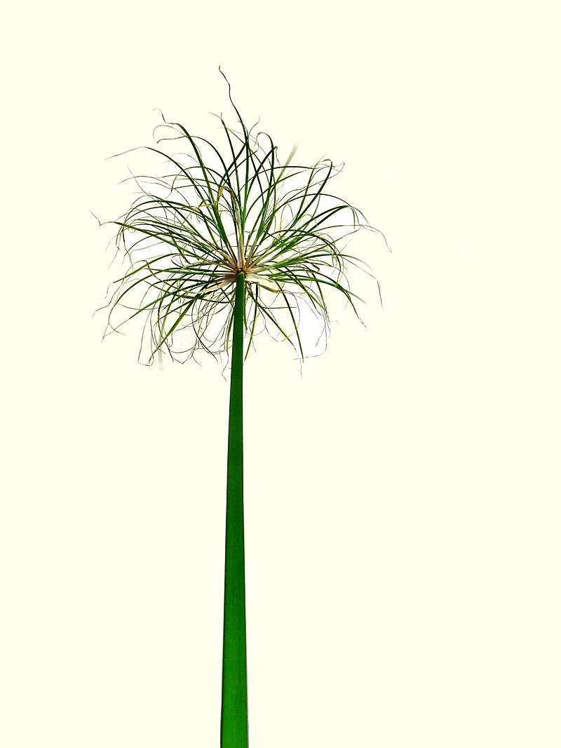 Dabas formu stilizācija arhitektūrā — teorija. Vizuālā māksla ...