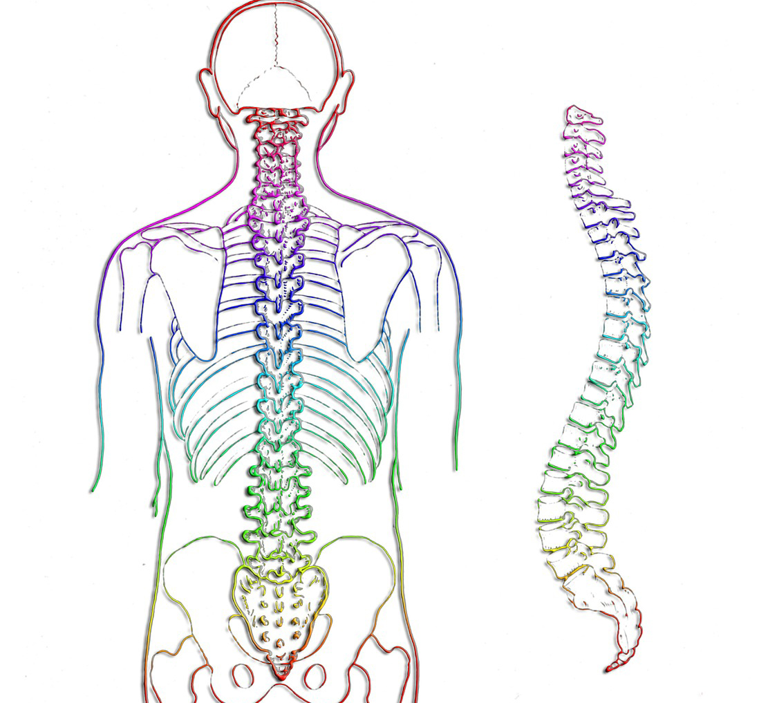 Vertebrate and Invertebrate — teorija. Angļu valoda, 4. - 6. klase.