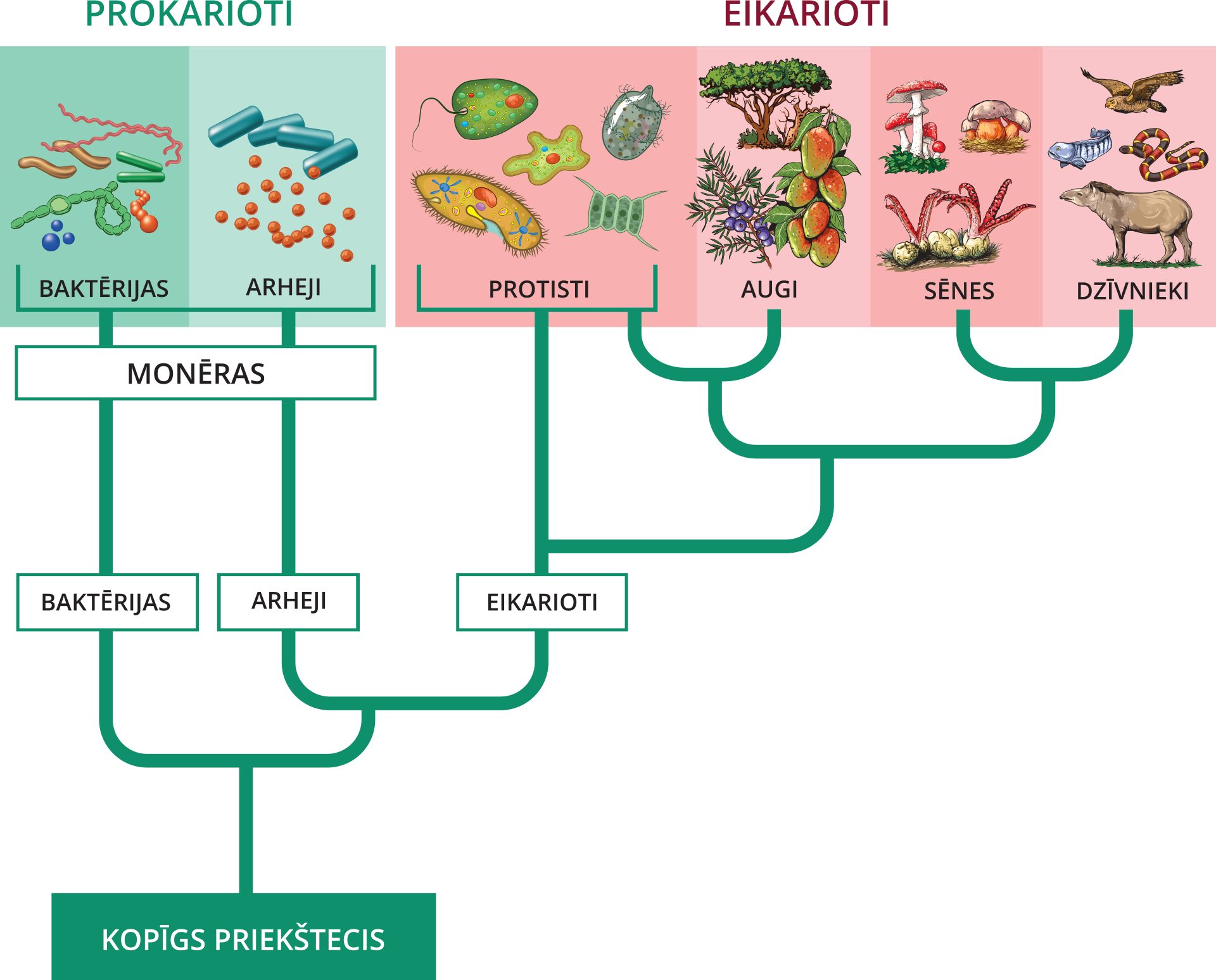 Šūnu daudzveidība. Prokarioti un protisti — teorija. Bioloģija ...