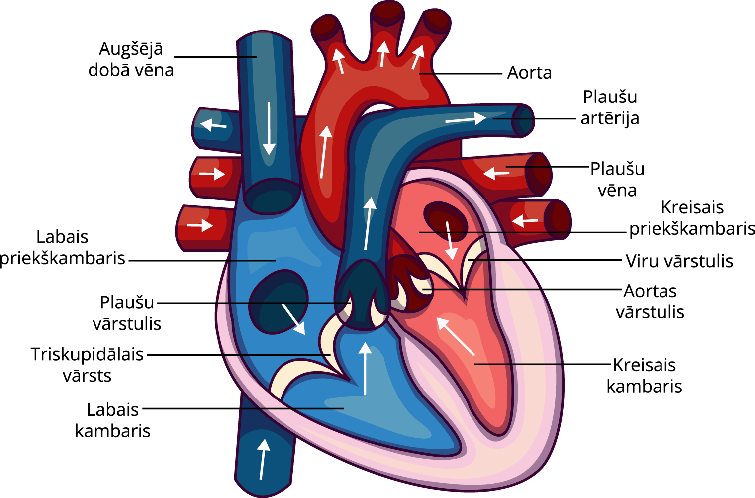 Cilvēka asinsrites orgānu sistēmas uzbūve — teorija. Bioloģija ...