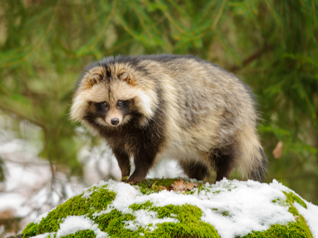 Plēsēju kārta — teorija. Bioloģija, 8. klase.