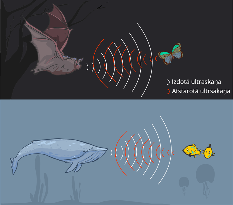 Dzīvnieku maņu orgāni — teorija. Bioloģija (Skola2030), 8. klase.