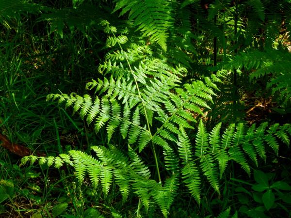 Papardes — teorija. Bioloģija, 10. klase.