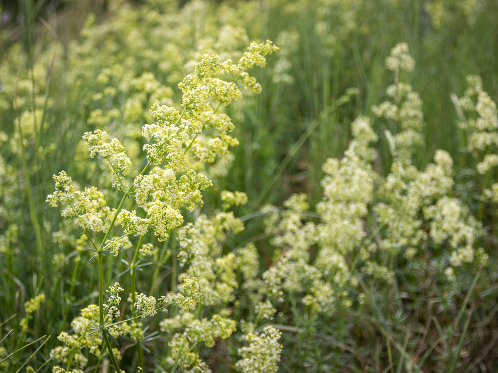 Dabas teritorijas — teorija. Dabaszinības (Skola2030), 3. klase.