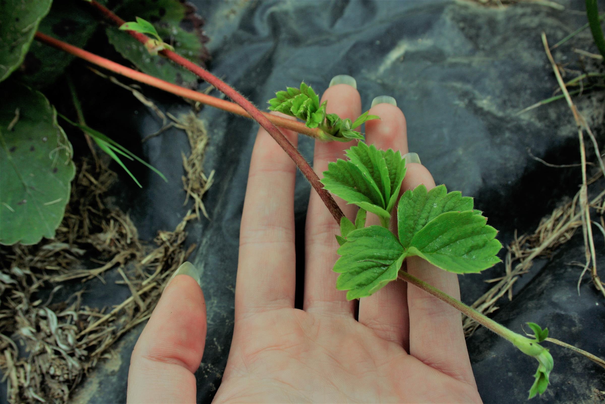 Augu vairošanās no auga daļām — teorija. Dabaszinības (Skola2030), 4 ...