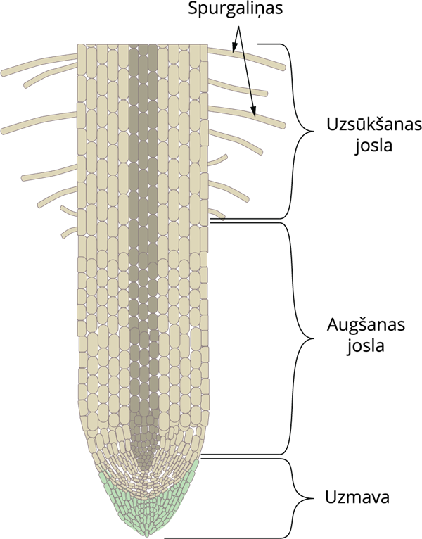 Augu segaudi — teorija. Bioloģija (Skola2030), 7. klase.