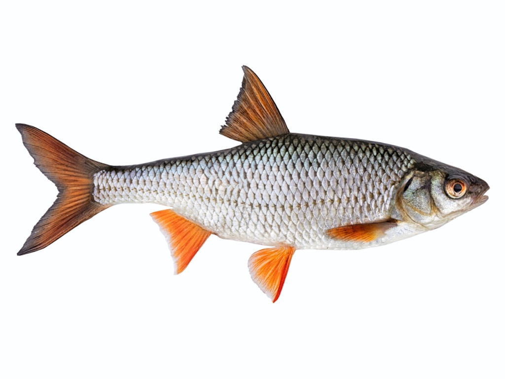 Saldūdens zivju daudzveidība — teorija. Bioloģija, 8. klase.