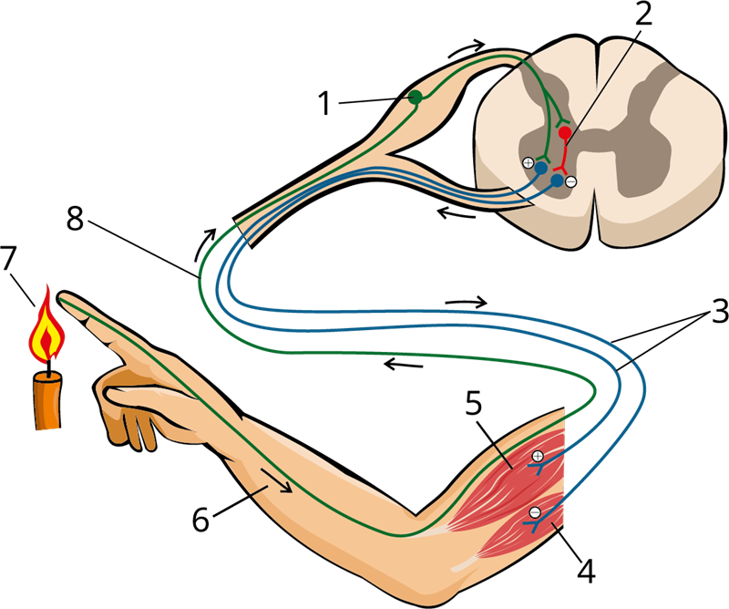 Refleksa loks I — uzdevums. Bioloģija (Skola2030), 9. klase.