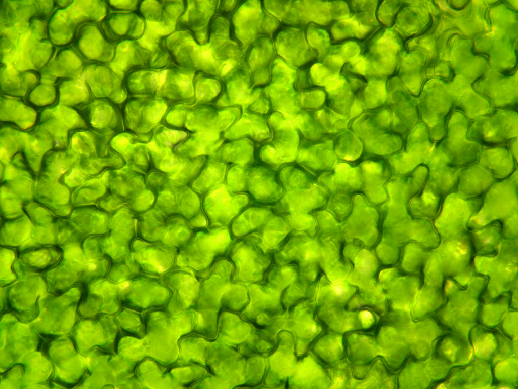 Vielu maiņa augos — uzdevums. Bioloģija (Skola2030), 7. klase.