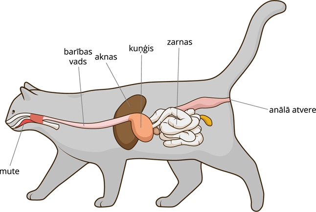 Dzīvnieku organismu daudzveidība — teorija. Dabaszinības (Skola2030), 6 ...
