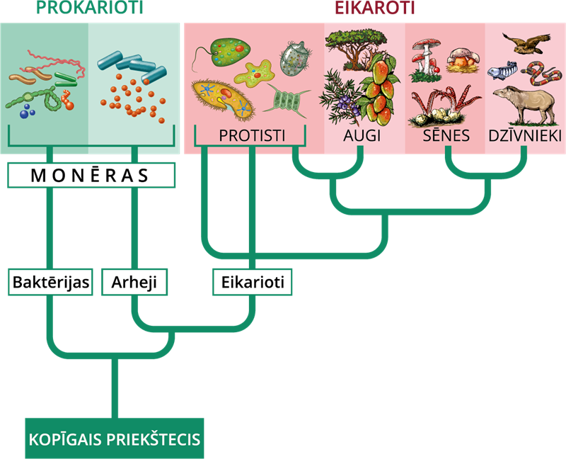 Dzīvības evolūcijas teorijas — teorija. Bioloģija (Skola2030), Bioloģija I.
