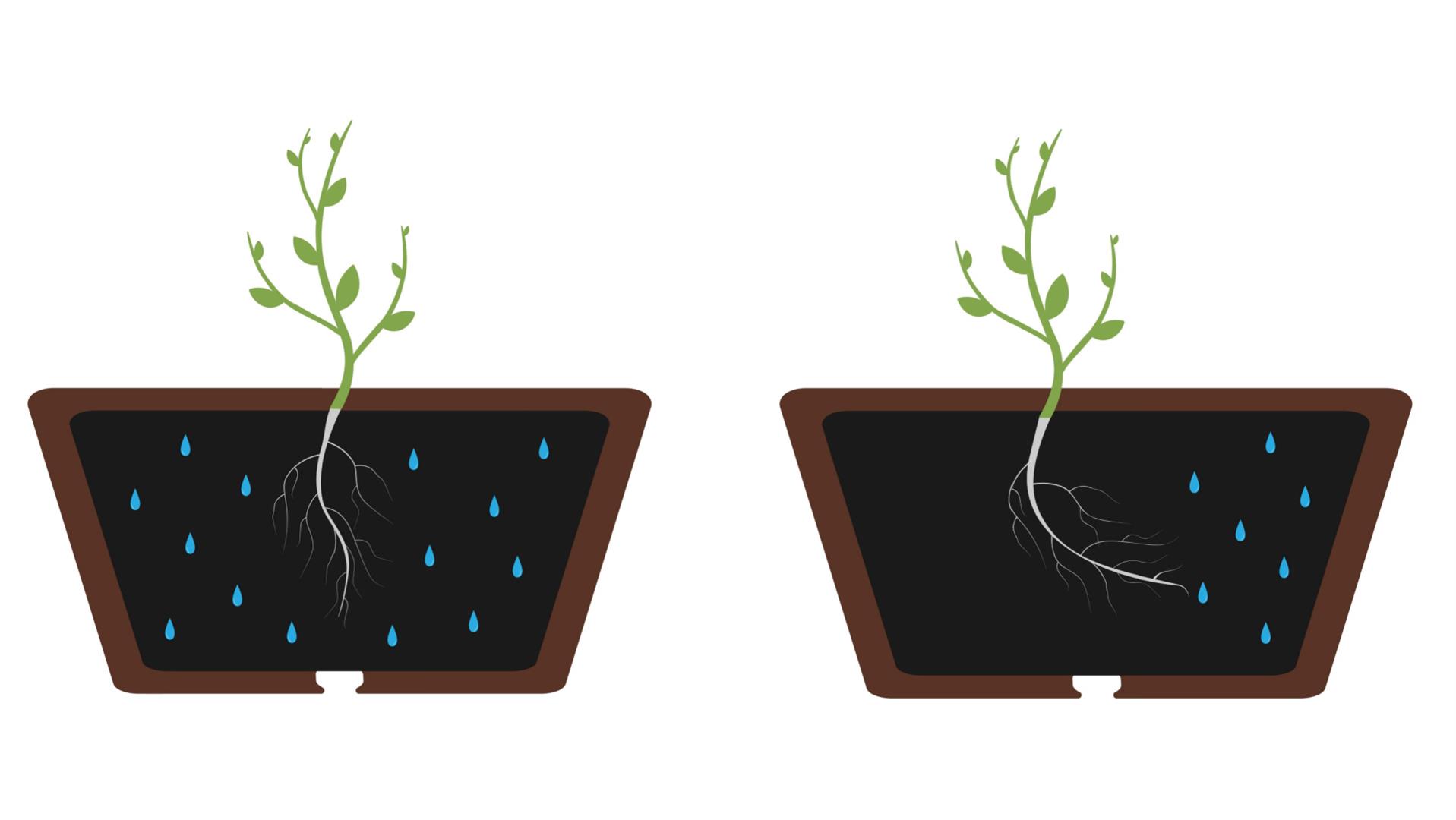 Kā augi uztver apkārtējo vidi? — teorija. Bioloģija (Skola2030), 8. klase.