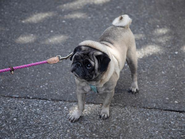 Inerce — teorija. Fizika (Skola2030), Fizika I.