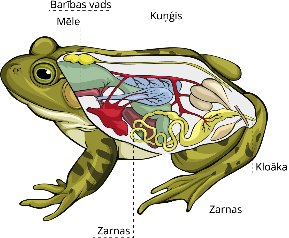 Dzīvnieku organismu daudzveidība — teorija. Dabaszinības (Skola2030), 6 ...