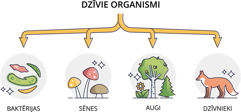 Dzīvības organizācijas līmeņi — teorija. Dabaszinības (Skola2030), 6 ...