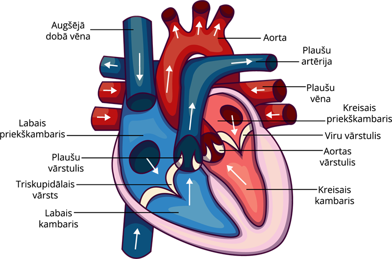 Cilvēka asinsrites orgānu sistēmas uzbūve — teorija. Bioloģija ...