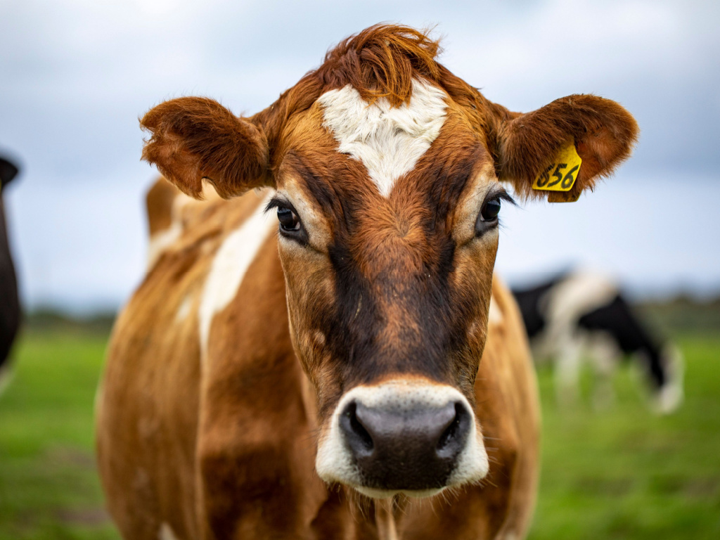 Mājdzīvnieku vārdi. Mīļvārdiņi — teorija. Latviešu valoda (Skola2030 ...