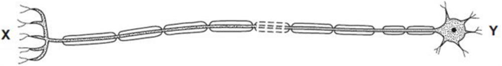 1. daļas 21. uzdevums. Refleksa loks — uzdevums. Eksāmens un ...