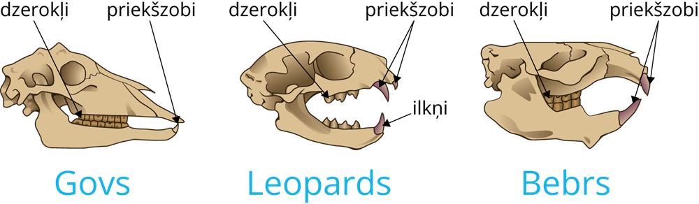 Dzīvnieku organismu daudzveidība — teorija. Dabaszinības (Skola2030), 6 ...