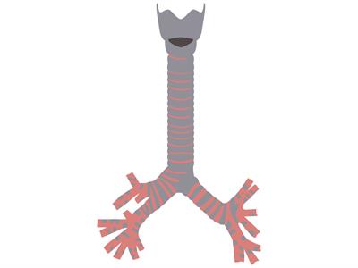 Elpošanas orgānu sistēma I — uzdevums. Dabaszinības (Skola2030), 6. klase.