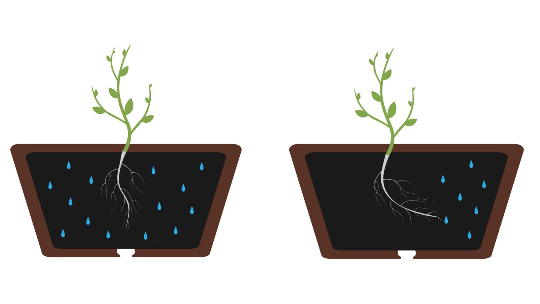 Kā augi uztver apkārtējo vidi? — teorija. Bioloģija (Skola2030), 8. klase.