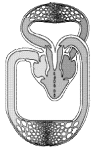 1. daļas 21. uzdevums. Hordaiņu asinsrites sistēma — uzdevums. Eksāmens ...