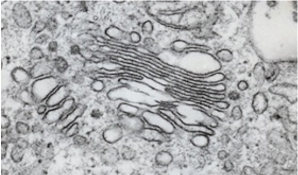 1. daļas 9. uzdevums. Šūnas sastāvdaļu nozīme. Goldži komplekss ...