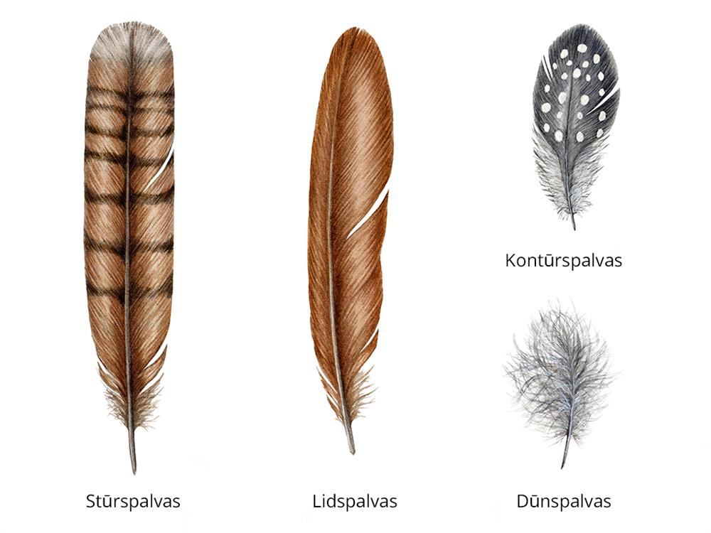 Dzīvnieku segaudi — teorija. Bioloģija (Skola2030), 7. klase.