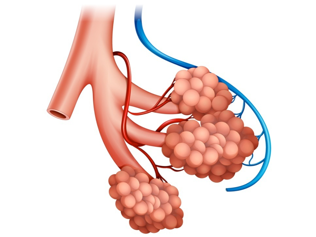 Asinsrites sistēma — uzdevums. Dabaszinības (Skola2030), 6. klase.