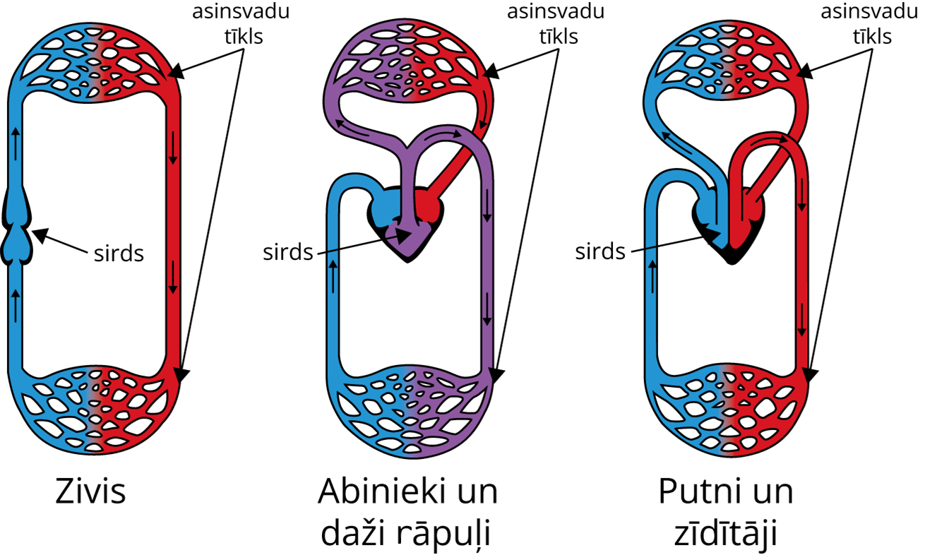 Dzīvnieku organismu daudzveidība — teorija. Dabaszinības (Skola2030), 6 ...