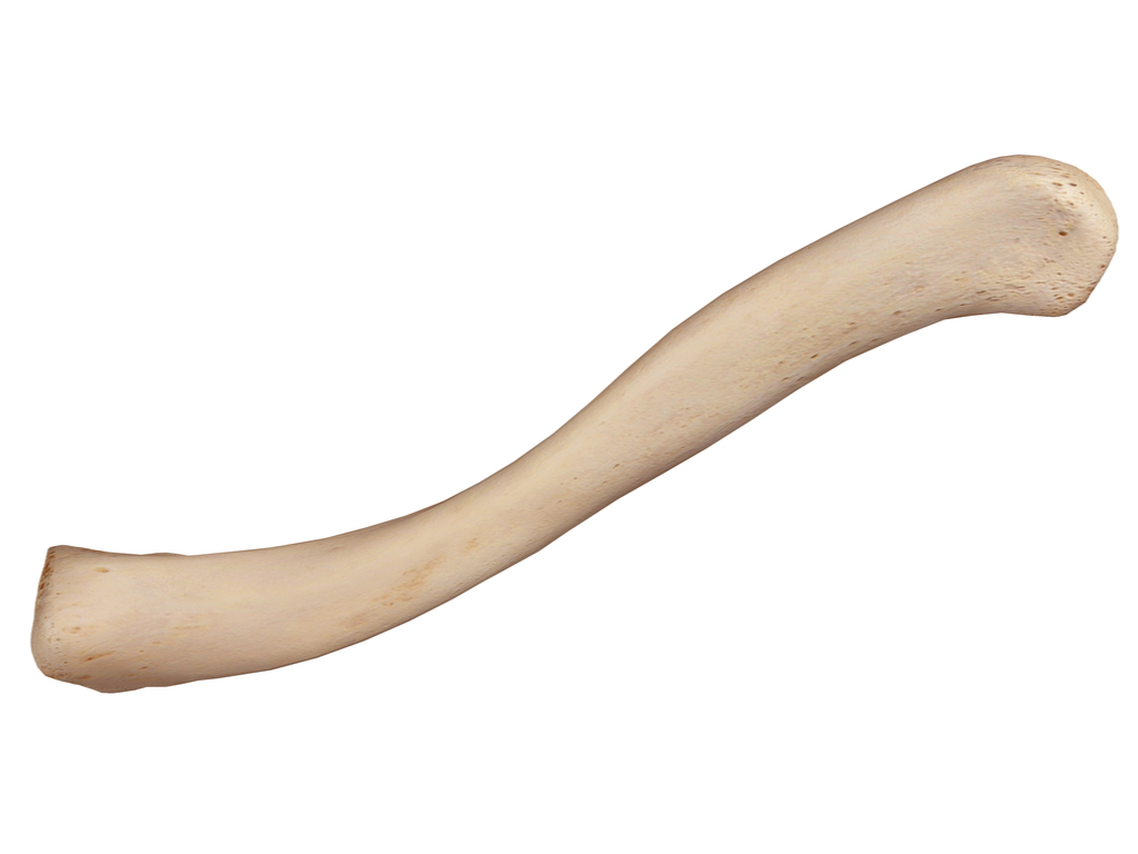 Cilvēka skelets un kaulu veidi — teorija. Bioloģija (Skola2030), 7. klase.