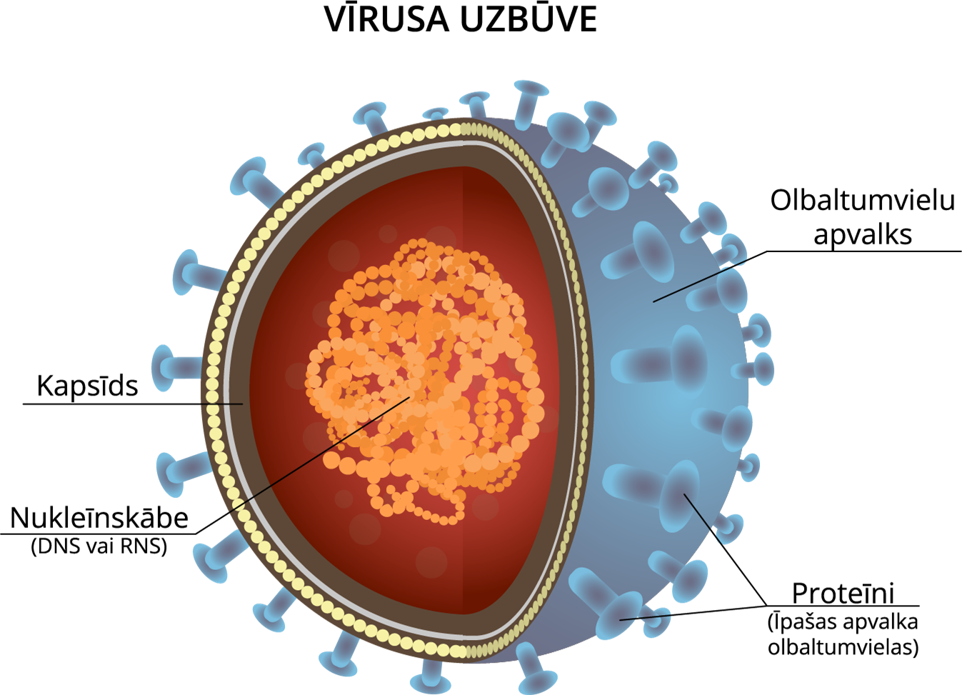 Gēnu inženierija — teorija. Bioloģija (Skola2030), Bioloģija I.