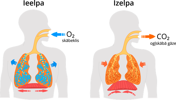 Kāds ir gaisa sastāvs? — teorija. Dabaszinības (Skola2030), 3. klase.