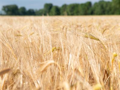 Dabas resursi - kas tie ir un kā tos iedala? — teorija. Dabaszinības ...