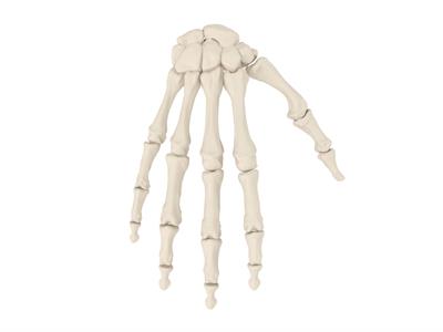 Cilvēka skelets un kaulu veidi — teorija. Bioloģija (Skola2030), 7. klase.