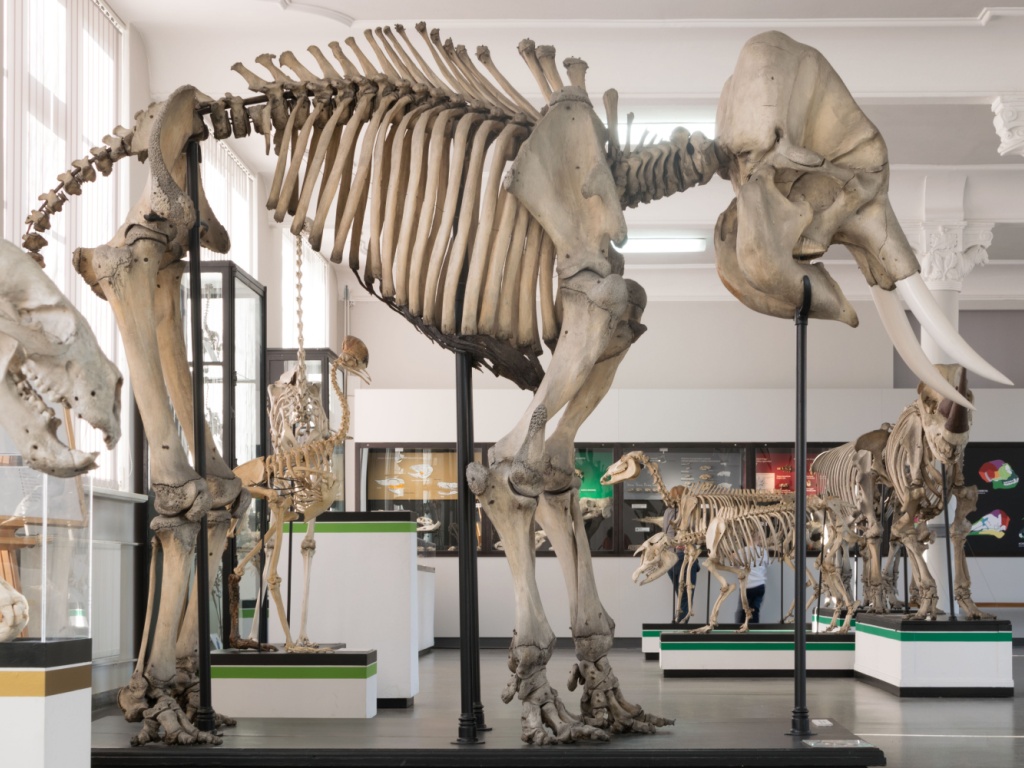 Dzīvnieku balsts un kustības — teorija. Bioloģija (Skola2030), 7. klase.