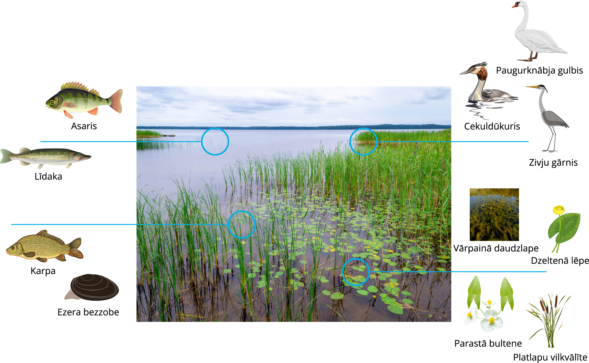 Latvijas ekosistēmas. Upes, ezeri, pļavas un piejūra — teorija ...